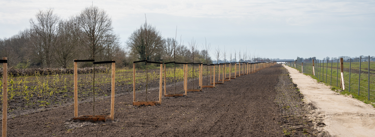 Nieuw bos met eeuwenoude structuur trekt verrassend veel dieren aan ...